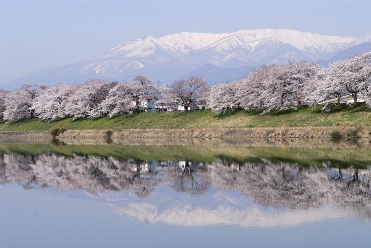 Highlights of Spring in Sendai | Discover SENDAI