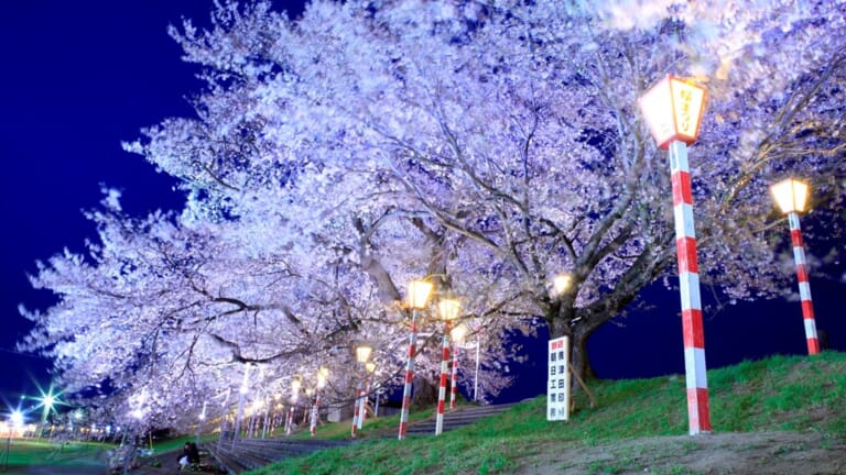 1,000 Cherry Trees (Hitome Senbon Sakura) | Discover SENDAI