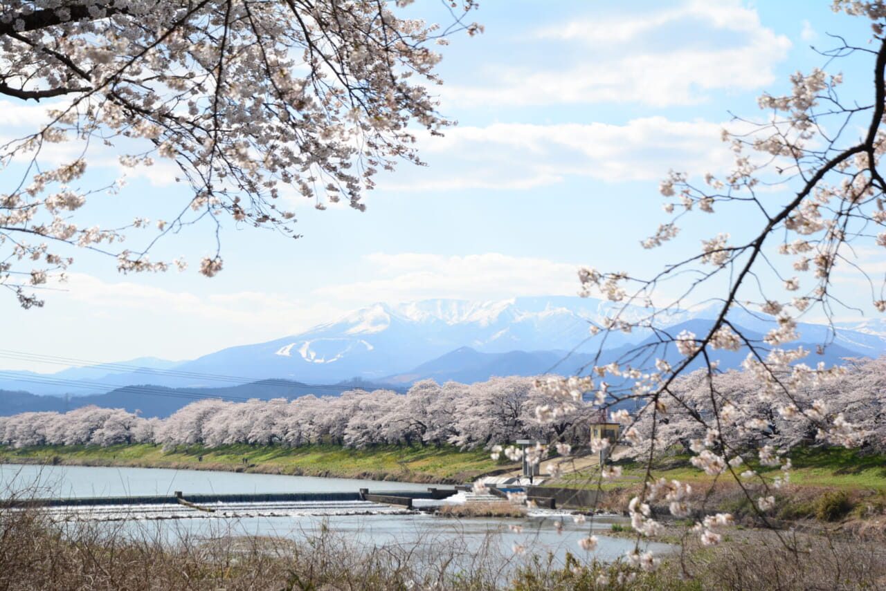 1,000 Cherry Trees (Hitome Senbon Sakura) | Discover SENDAI