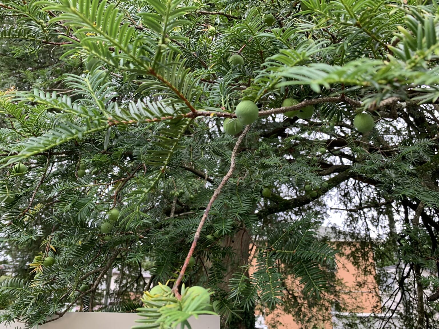 KITAYAMA GOZAN | Discover SENDAI