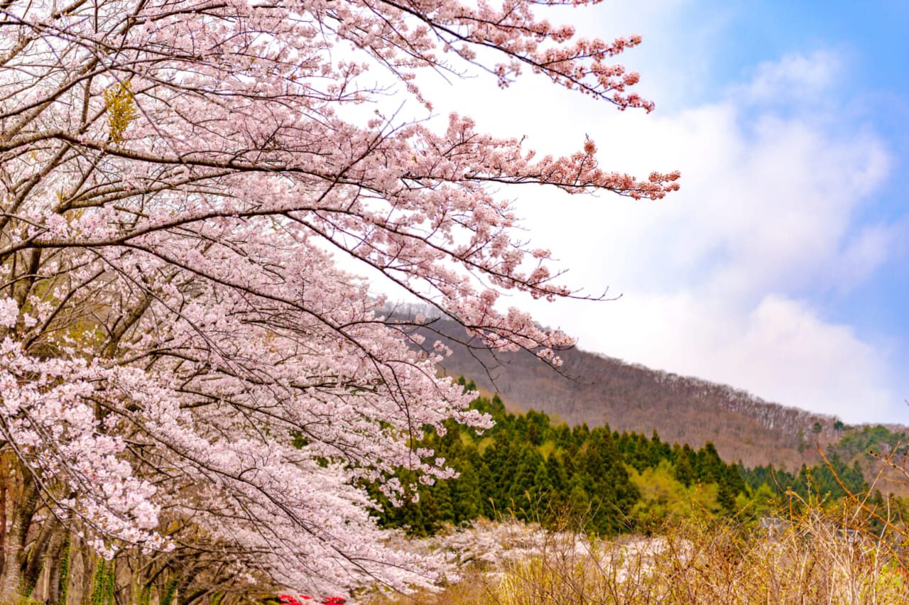 Popular cherry blossom spots around Sendai visited by the locals ...