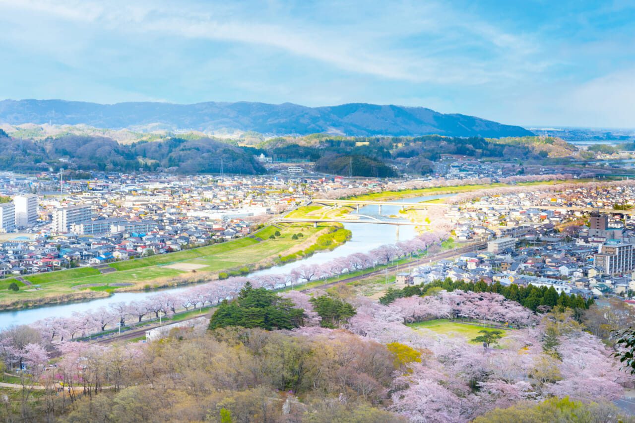 Five popular cherry blossom spots around Sendai visited by the locals ...