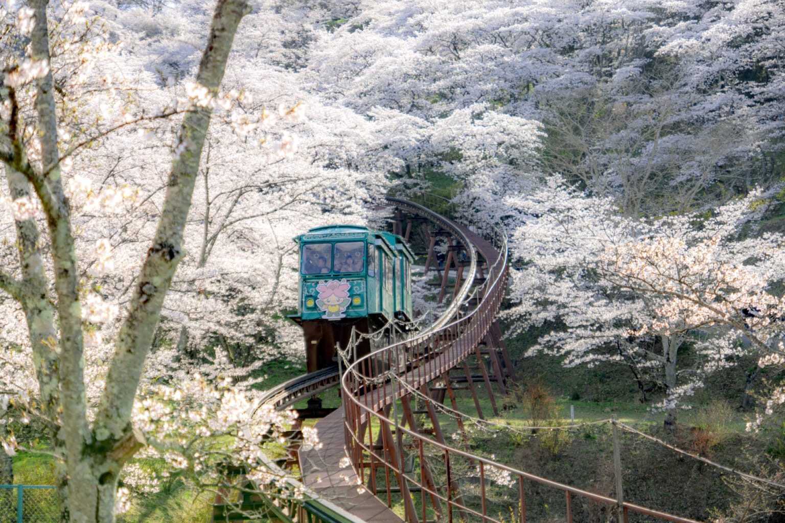 Five popular cherry blossom spots around Sendai visited by the locals ...